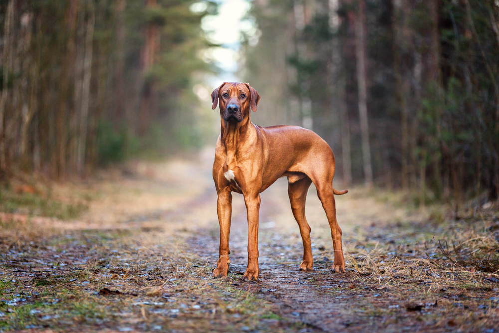 Rhodesian Ridgeback – Rassehunde Lexikon